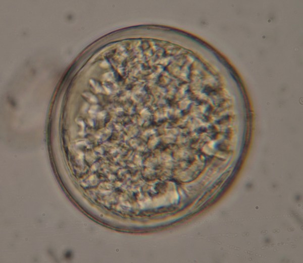 Fecal Float Testing: On The Hunt For Chicken Parasites 2 – Bitchin ...