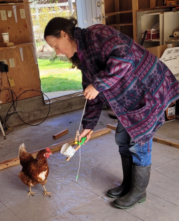 Bird Brains? Challenging Assumptions About Chicken Intelligence ...