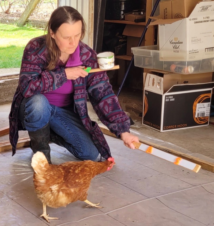 Bird Brains? Challenging Assumptions About Chicken Intelligence ...