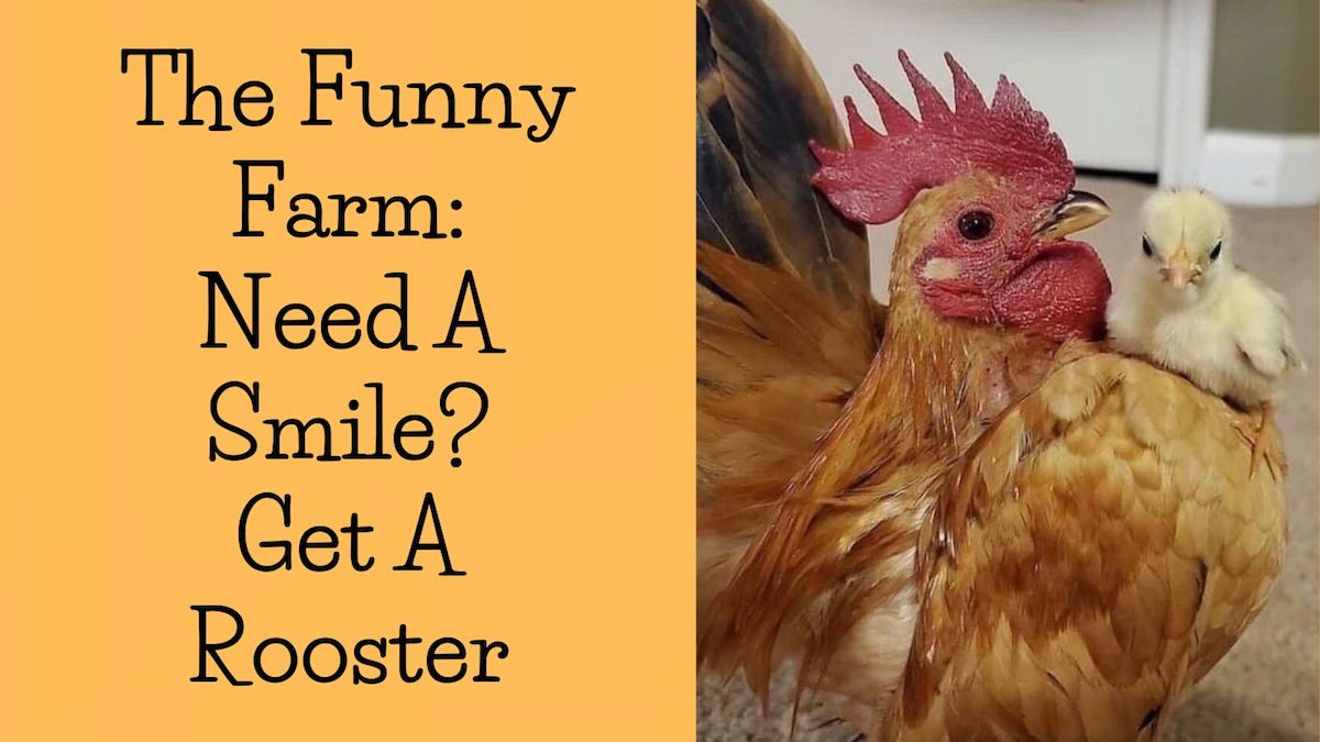 The Funny Farm: Need A Smile? Get A Rooster – Bitchin' Chickens