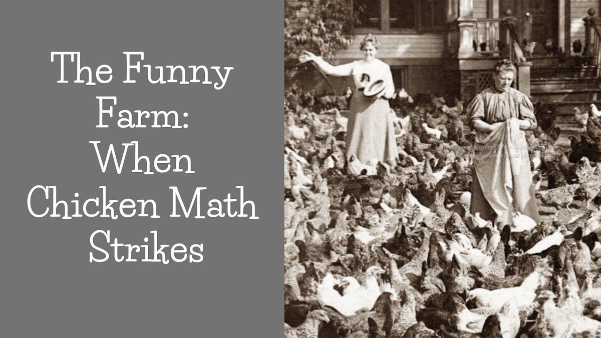 The Funny Farm: When Chicken Math Strikes – Bitchin' Chickens