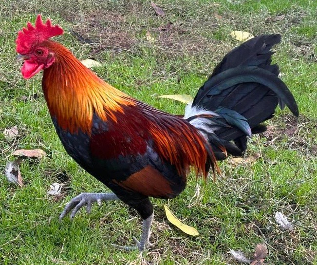 The Funny Farm: Need A Smile? Get A Rooster – Bitchin' Chickens