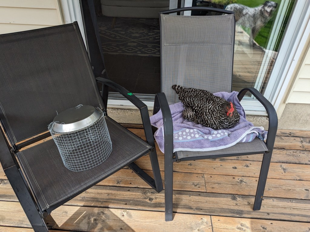 Multipurpose Chicken Coop & Run – Bitchin' Chickens