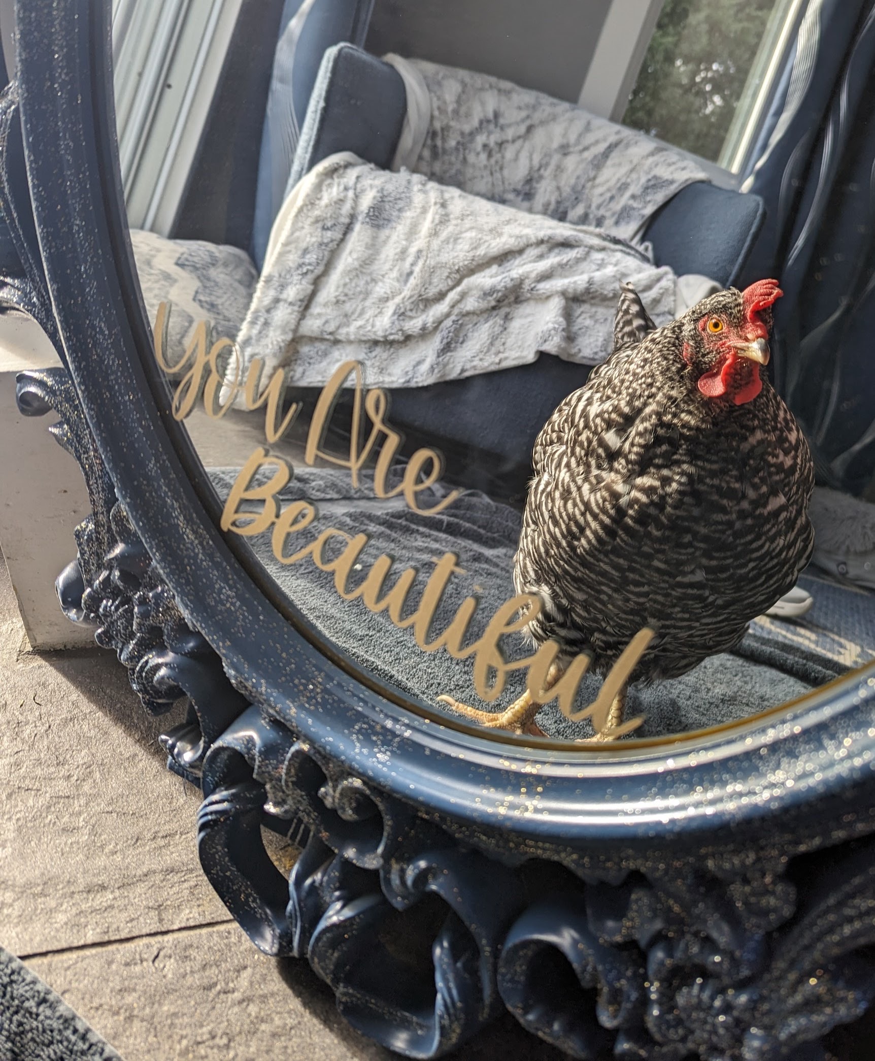 Multipurpose Chicken Coop & Run – Bitchin' Chickens