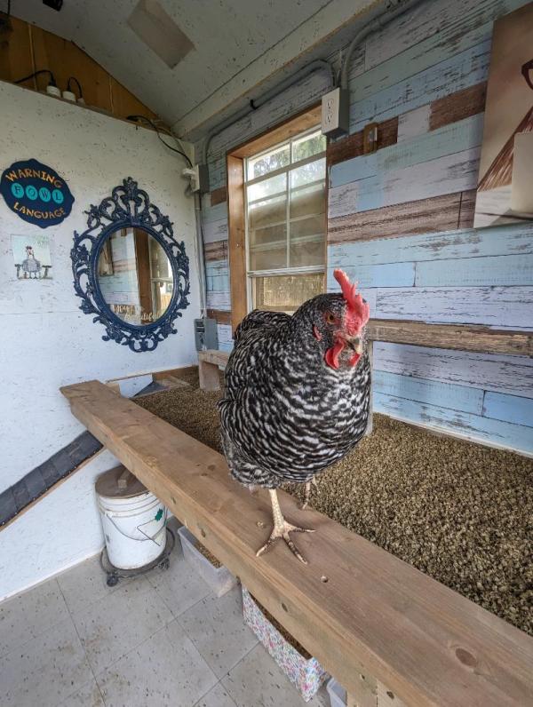 Multipurpose Chicken Coop & Run – Bitchin' Chickens