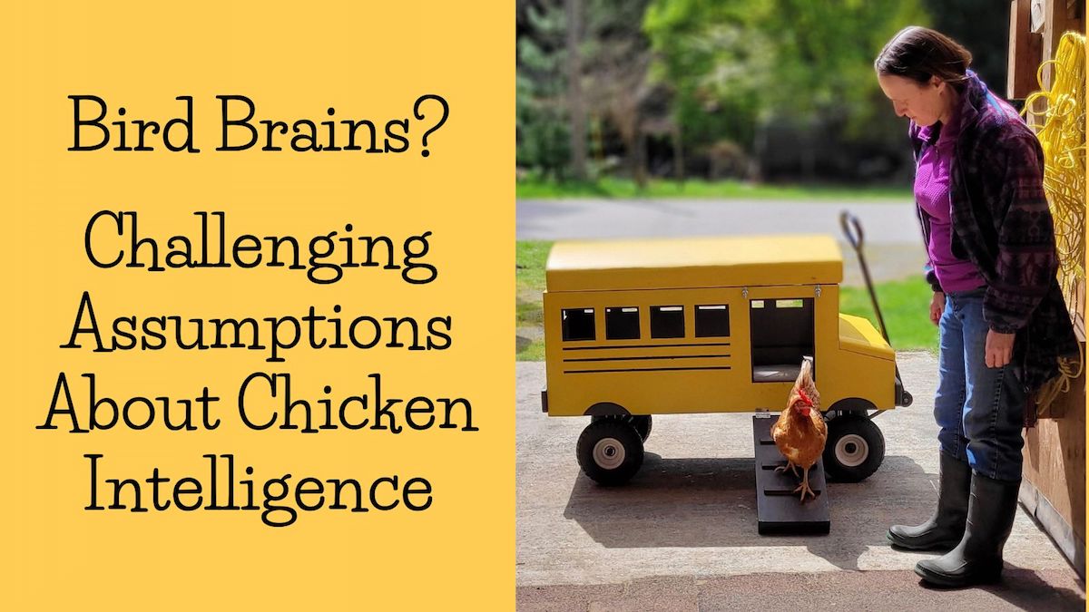 Bird Brains? Challenging Assumptions About Chicken Intelligence ...
