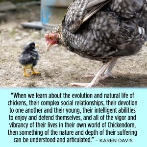 Bird Brains? Challenging Assumptions About Chicken Intelligence ...