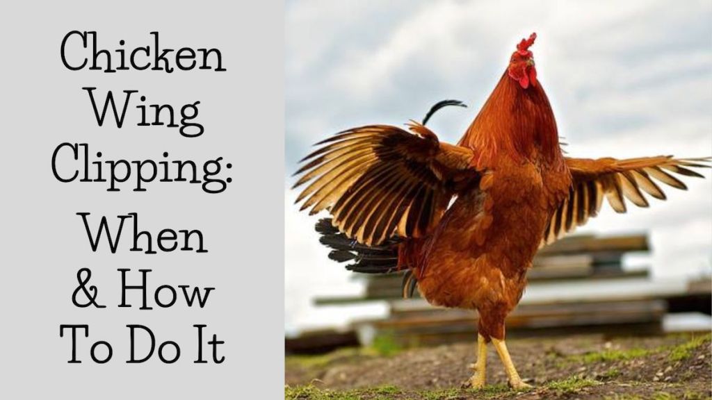 Chicken Wing Clipping: When & How To Do It – Bitchin' Chickens