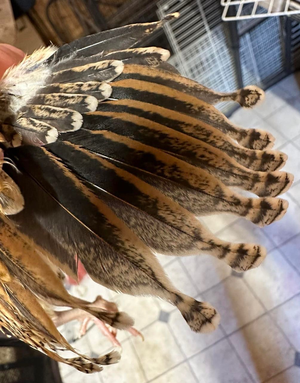 Fenbendazole: Dewormer For Chickens – Bitchin' Chickens