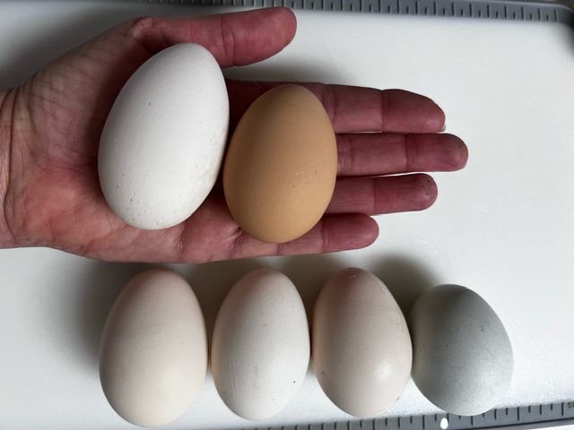 For The Love Of Liege Fighter Chickens – Bitchin' Chickens