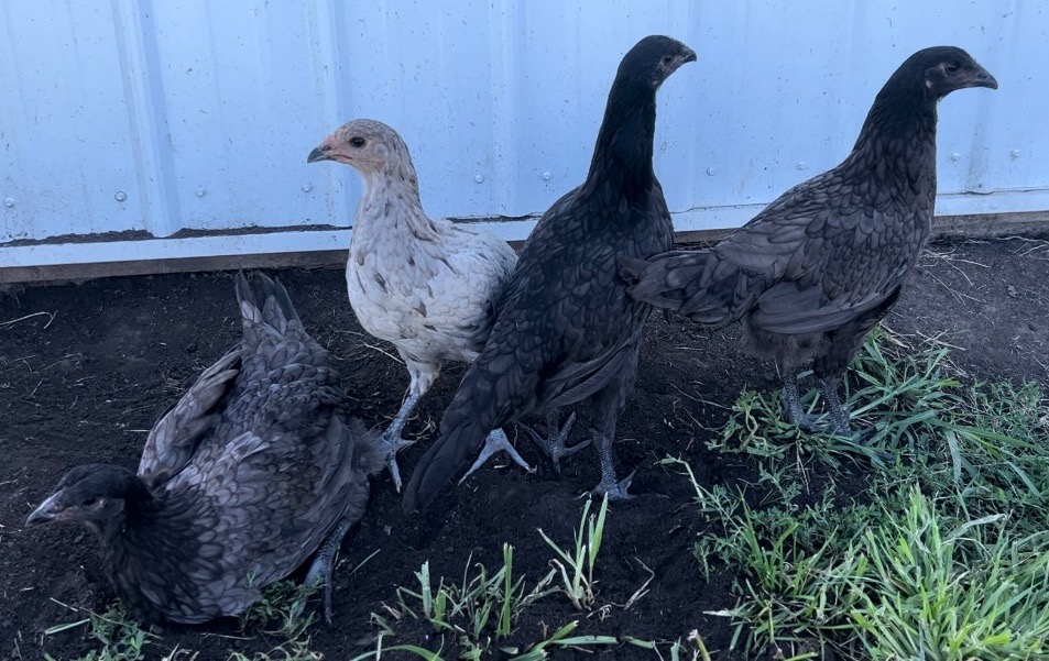 For The Love Of Liege Fighter Chickens – Bitchin' Chickens