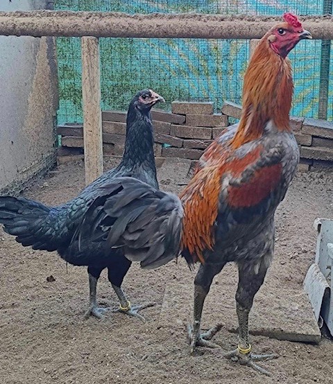 For The Love Of Liege Fighter Chickens – Bitchin' Chickens