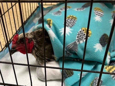 For The Love Of Liege Fighter Chickens – Bitchin' Chickens