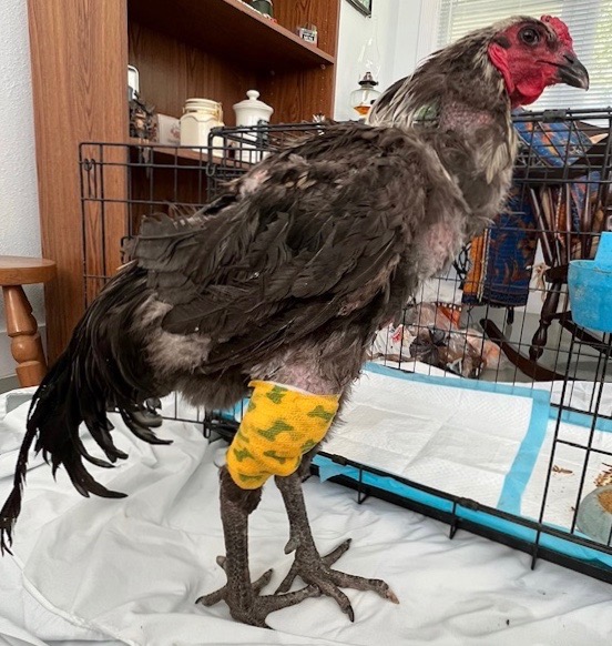 For The Love Of Liege Fighter Chickens – Bitchin' Chickens