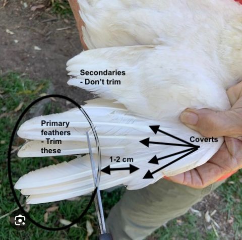 Chicken Wing Clipping: When & How To Do It – Bitchin' Chickens