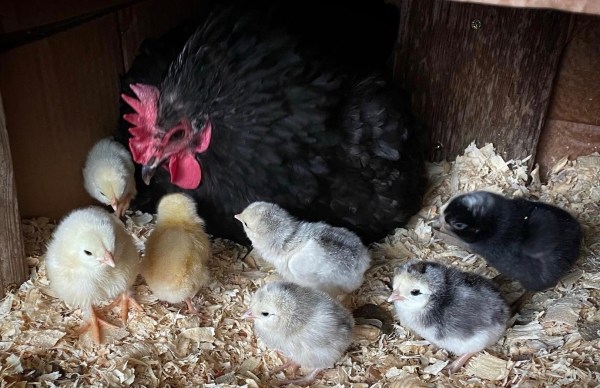 Deep Eddy Community Garden Chicken Co-op – Bitchin' Chickens