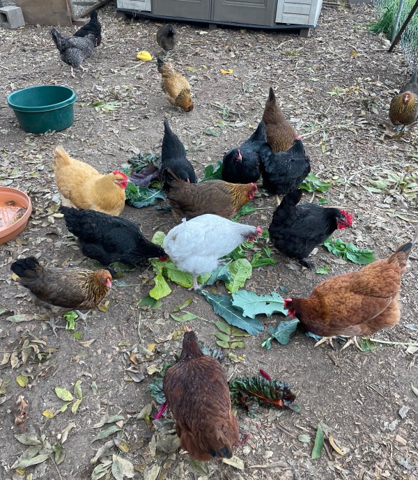 Deep Eddy Community Garden Chicken Co-op – Bitchin' Chickens