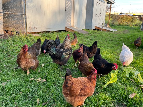 Deep Eddy Community Garden Chicken Co-op – Bitchin' Chickens