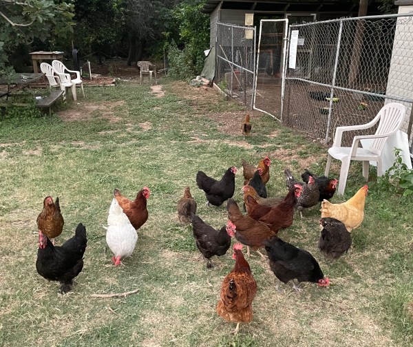 Deep Eddy Community Garden Chicken Co-op – Bitchin' Chickens