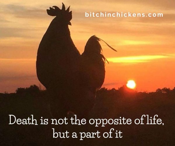 Bitchin’ Chickens Memes: 42 Grief & Loss – Bitchin' Chickens