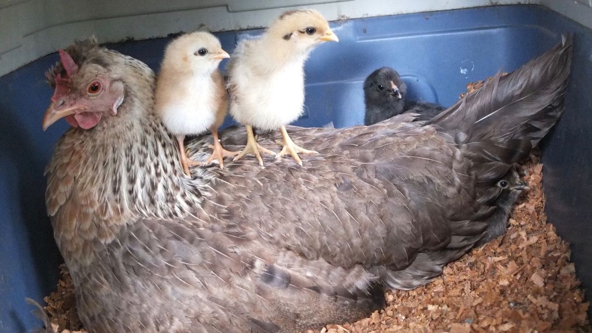 The Funny Farm: Parenthood Chicken Style – Bitchin' Chickens