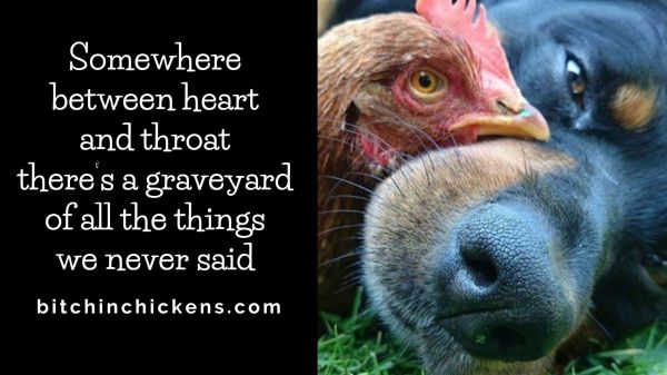 Bitchin’ Chickens Memes: 42 Grief & Loss – Bitchin' Chickens