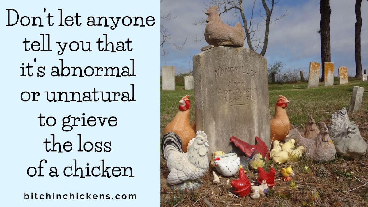 Bitchin' Chickens – Everything You Need To Know About Small Flock ...