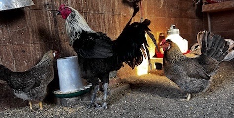 For The Love Of Liege Fighter Chickens – Bitchin' Chickens