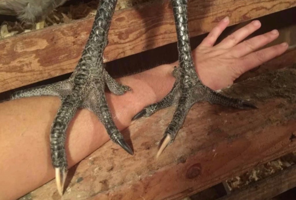 For The Love Of Liege Fighter Chickens – Bitchin' Chickens