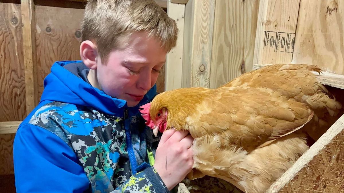 What Happened To My Chicken? Tips For Getting An Accurate Diagnosis ...