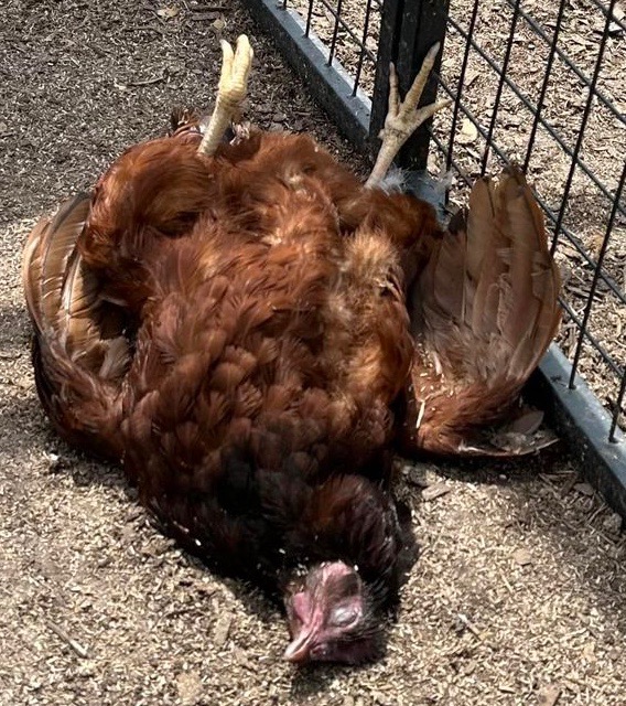 What Happened To My Chicken? Tips For Getting An Accurate Diagnosis ...