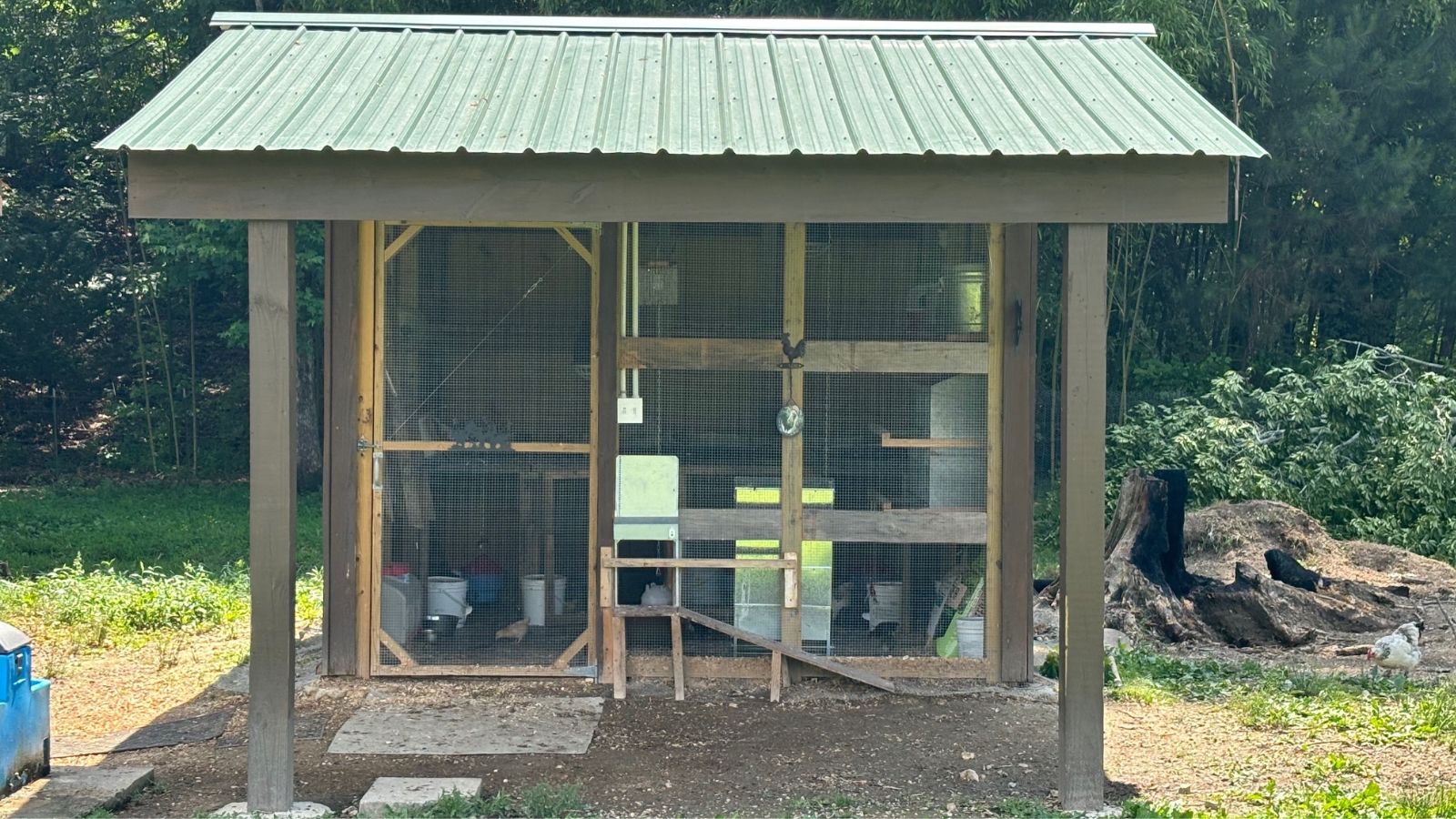 Bitchin' Chickens – Everything You Need To Know About Small Flock ...