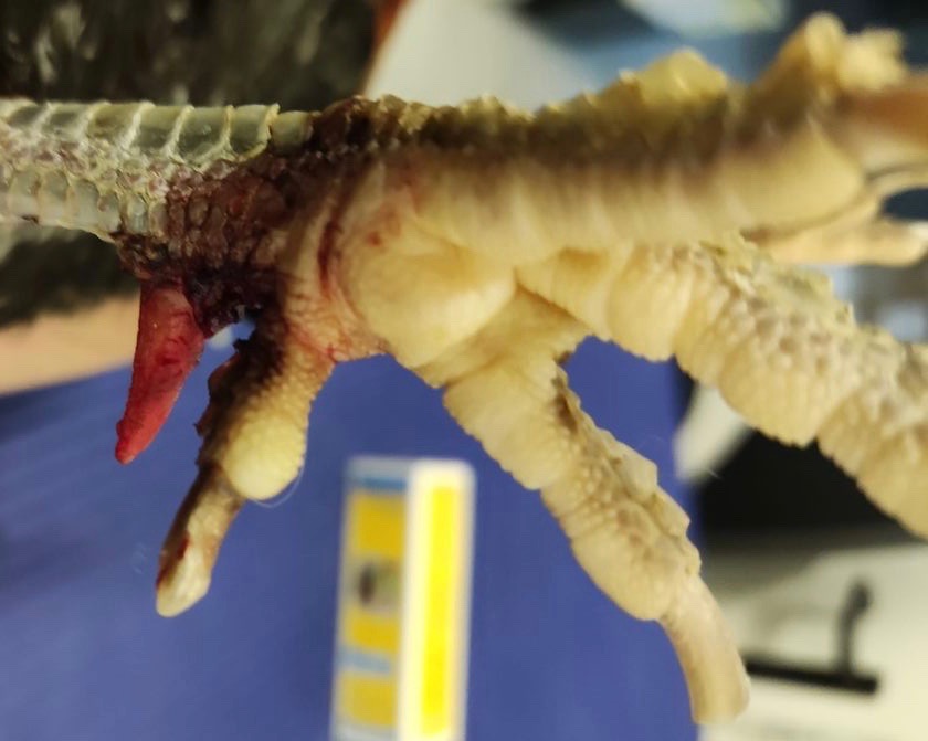 What Happened To My Chicken? Tips For Getting An Accurate Diagnosis ...