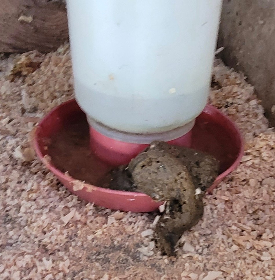 Bitchin’ Chickens Broody Hen: One Spot – Bitchin' Chickens