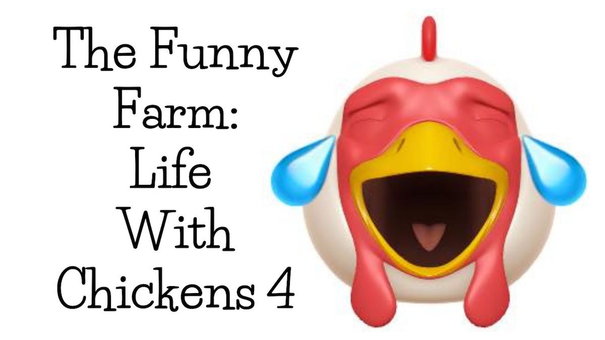 The Funny Farm: Life With Chickens 4 – Bitchin' Chickens