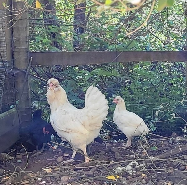 Bitchin’ Chickens Broody Hen: One Spot – Bitchin' Chickens
