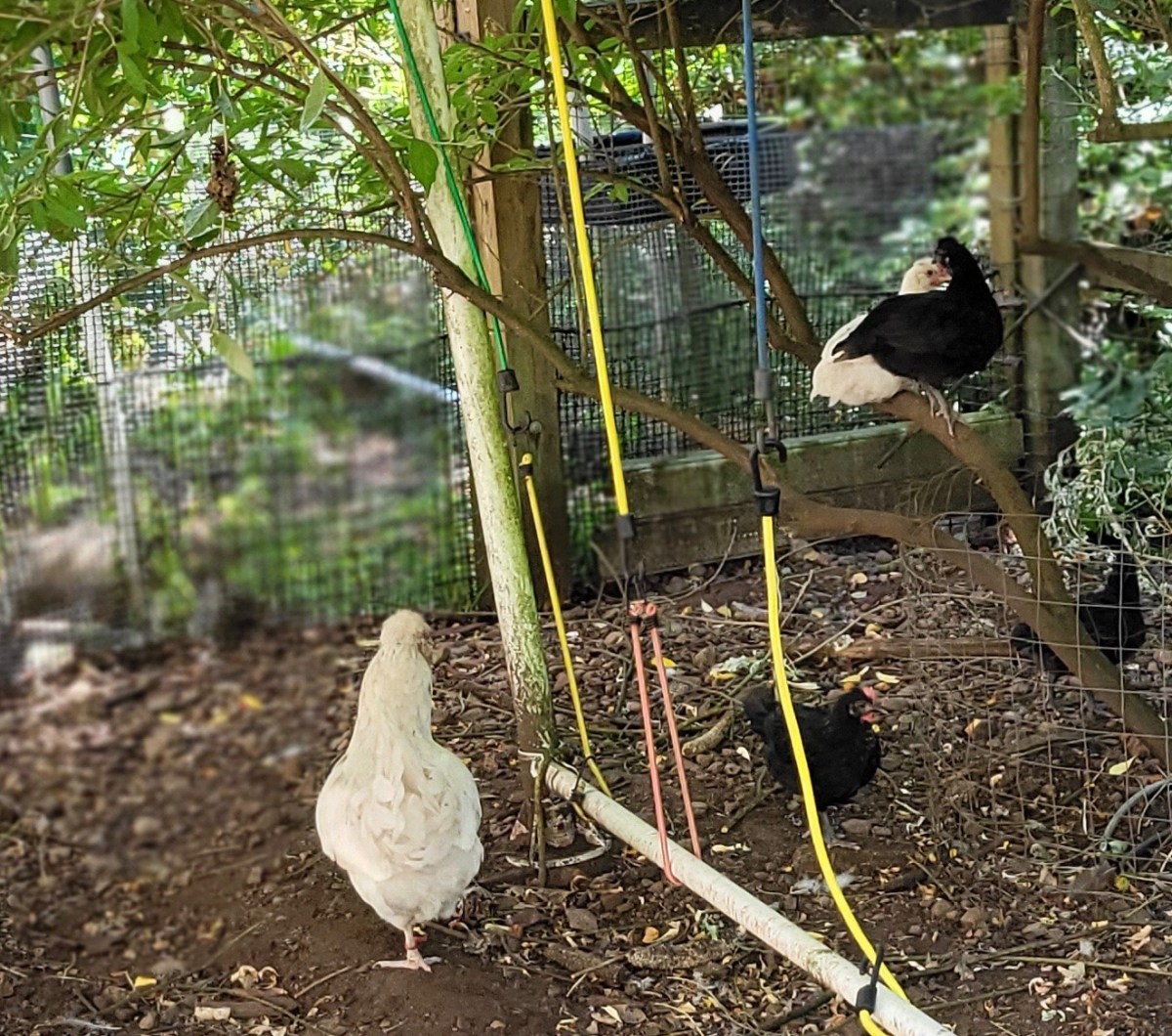 Bitchin’ Chickens Broody Hen: One Spot – Bitchin' Chickens