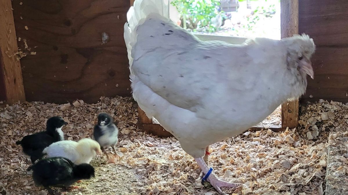 Bitchin’ Chickens Broody Hen: One Spot – Bitchin' Chickens