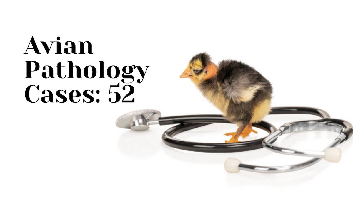 Avian Pathology Cases: 52 – Bitchin' Chickens