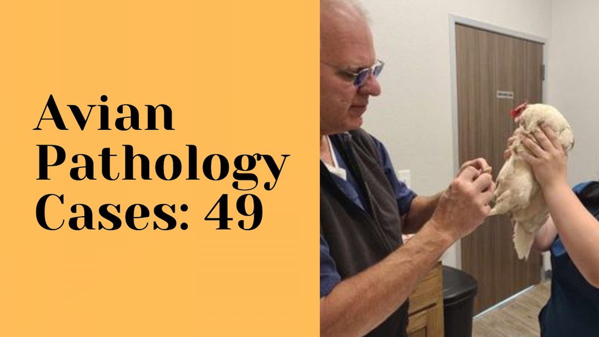 Avian Pathology Cases: 49 – Bitchin' Chickens
