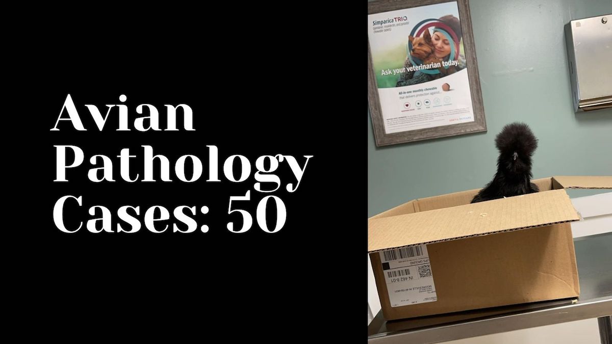 Avian Pathology Cases: 50 – Bitchin' Chickens