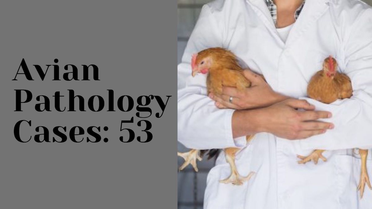 Avian Pathology Cases: 53 – Bitchin' Chickens