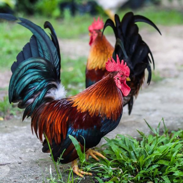 My Chicken Story: Bantams In Cambodia – Bitchin' Chickens