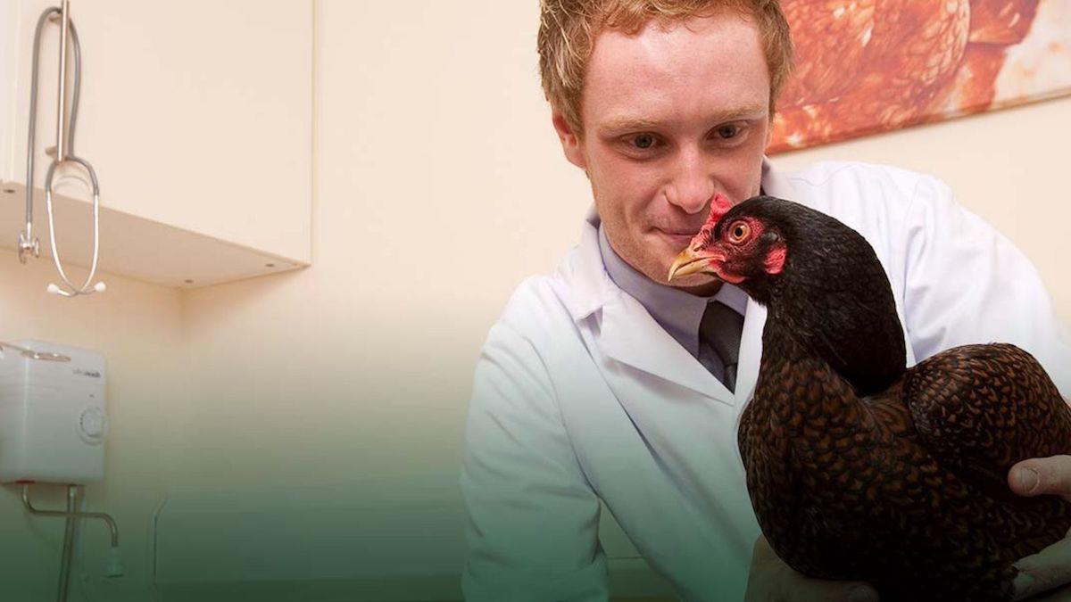 When Does Your Chicken Need A Vet? – Bitchin' Chickens