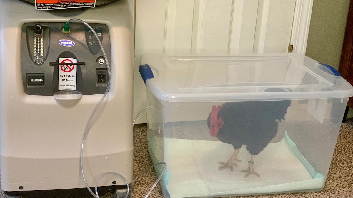 Case Study: Pulmonary Hypertension – Bitchin' Chickens