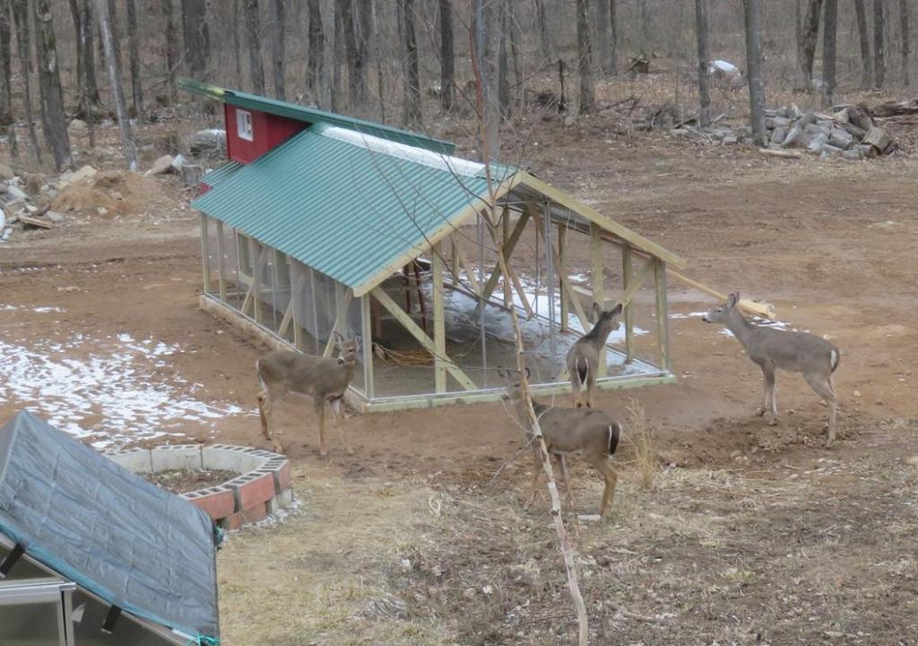 Predator Proof Chicken Run – Bitchin' Chickens