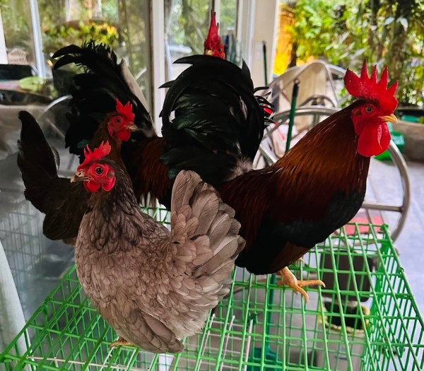 My Chicken Story: Bantams In Cambodia – Bitchin' Chickens