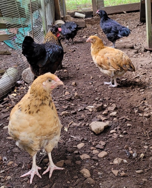 Bitchin’ Chickens Broody Hens: Happy Families – Bitchin' Chickens