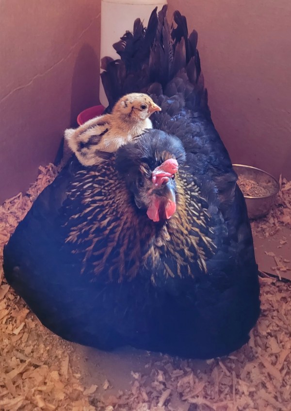 Happy 6th Birthday Bitchin’ Chickens – Bitchin' Chickens