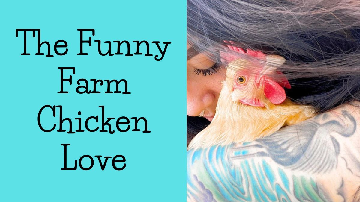 The Funny Farm: Chicken Love – Bitchin' Chickens